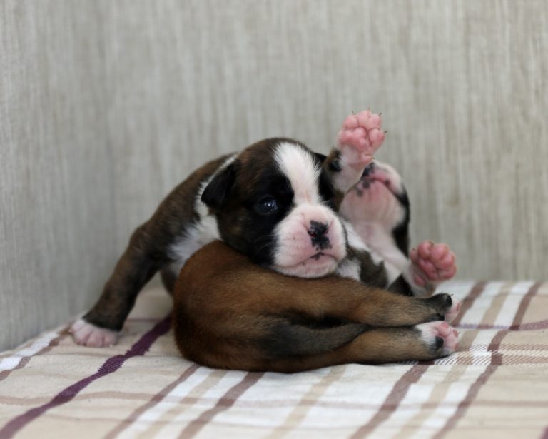 Boxerhündin gestromt - Boxerwelpen Hamburg Schleswig-Holstein ...